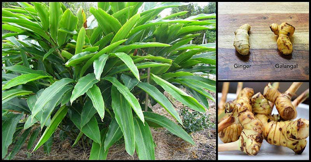 Galangal (Langkawas) : One Of The Best Herbs Against Cancer - Dr. Farrah MD