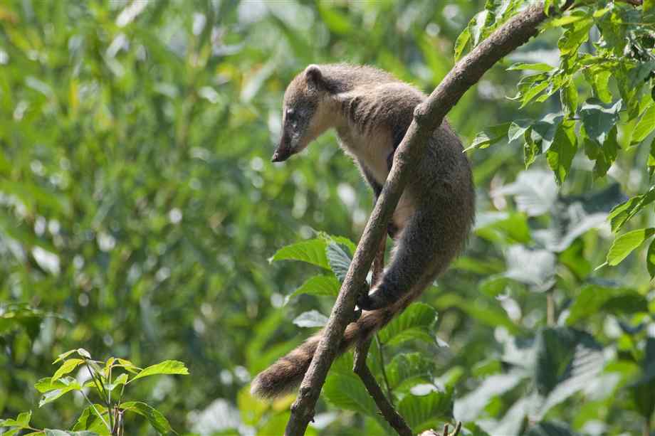 Coati | The Life of Animals