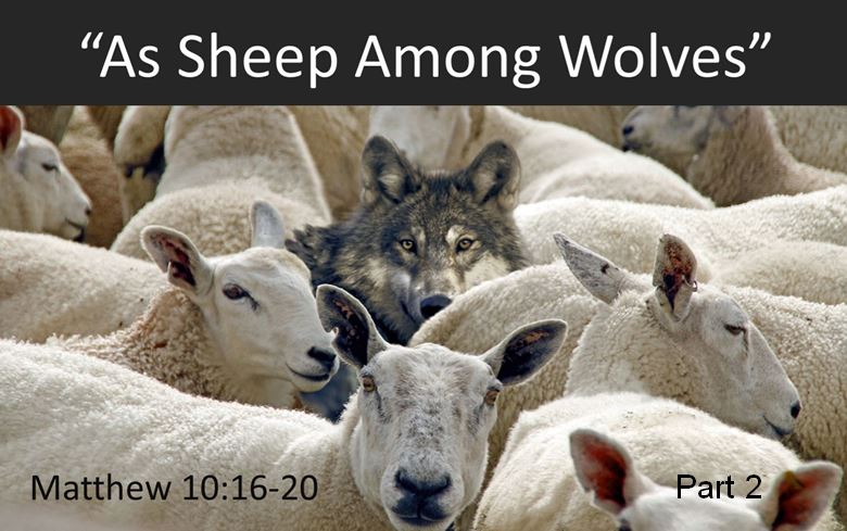 Pastor Chris' Blog: As Sheep Among Wolves, part 2 - Gullible vs. Prudent