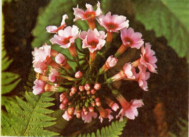 Comida para uno: LA FLOR DE MARZO: PRIMULA o PRIMAVERA