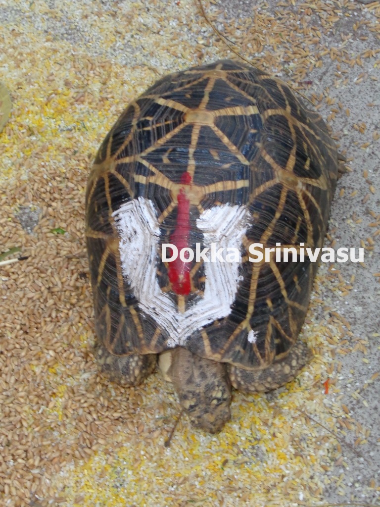 Heritage of India: Divine Tortoise in a Temple photographs