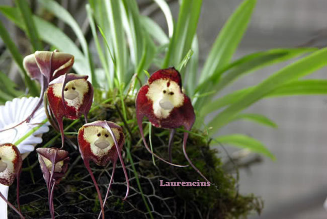 Foto Bunga Unik Dracula Simia, Anggrek Monyet dari Ekuador - Laurencius
