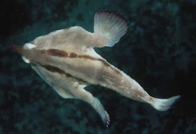 Real Monstrosities: Red-lipped Batfish