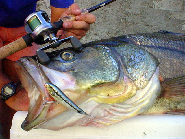 Artes de Pesca: VAMOS A PESCAR RÓBALO