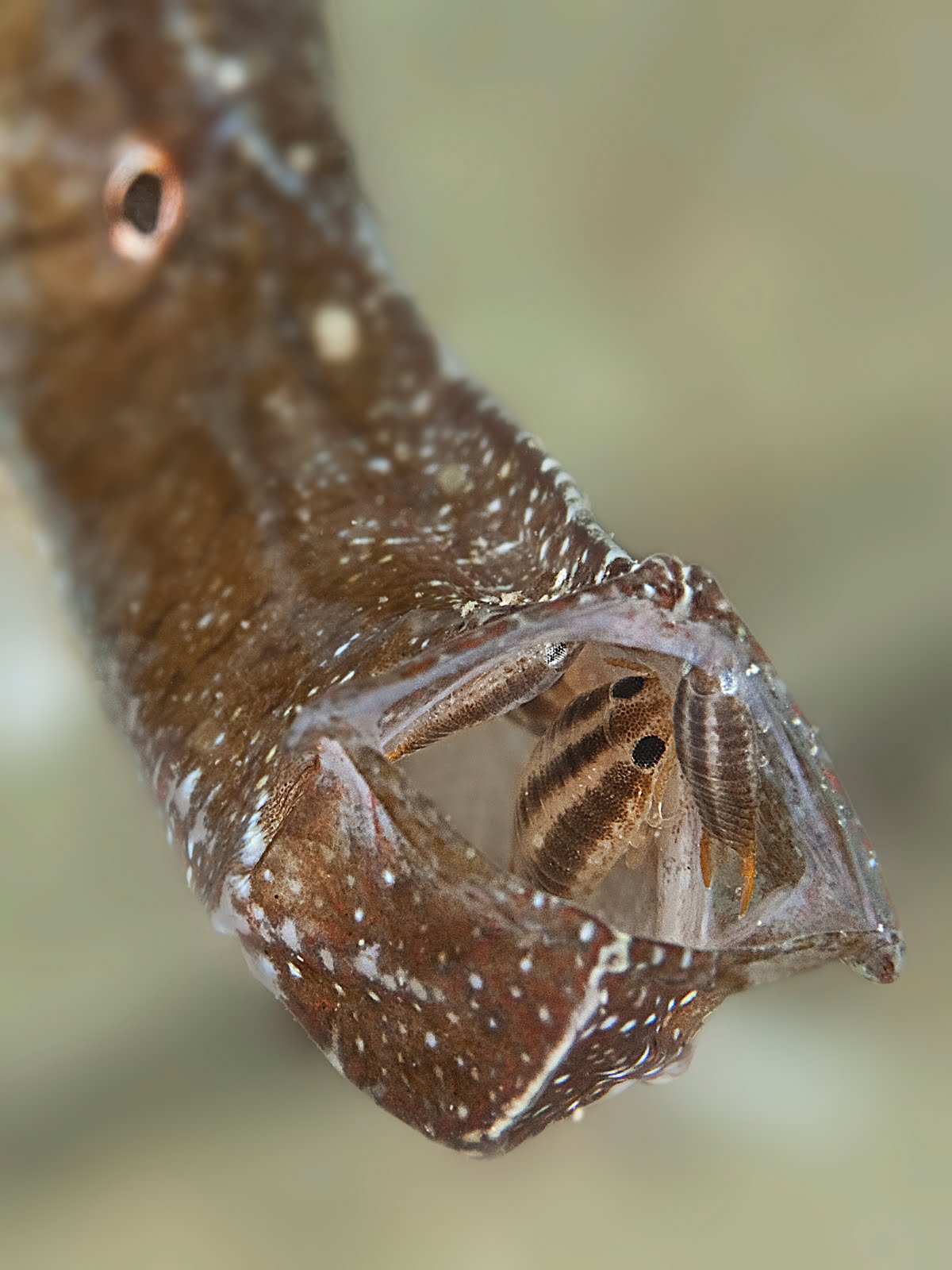 Cronache Blu: Strane creature: il pesce ago cavallino