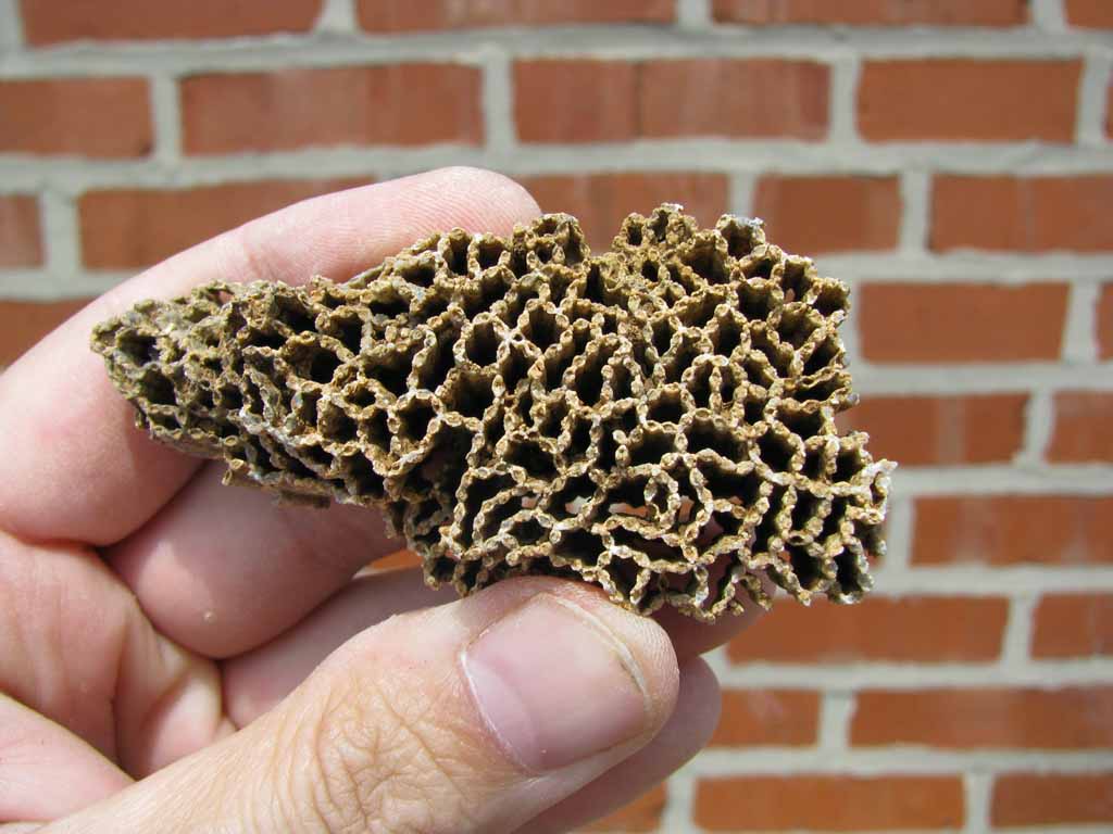 Views of the Mahantango: Halysites from the Louisville Limestone