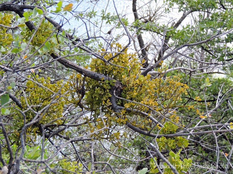 Prescott Area Daily Photo: Mistletoe