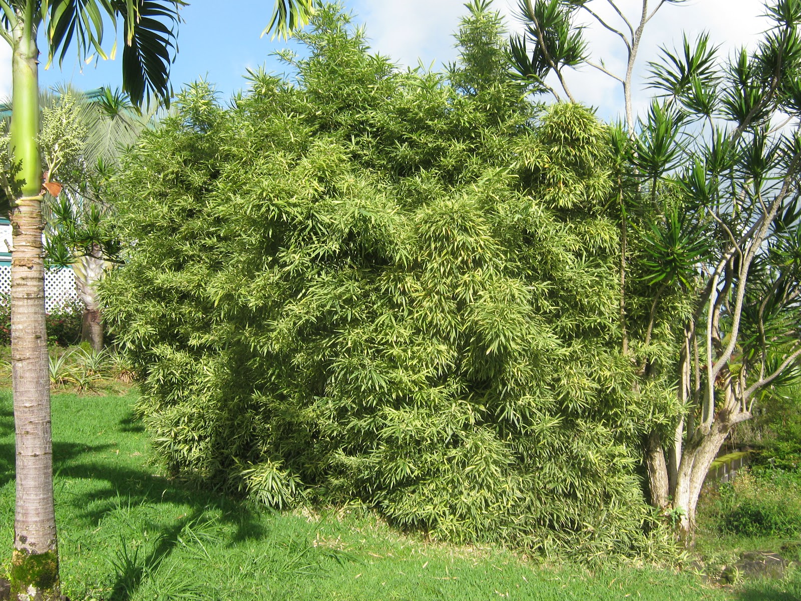 Garden Guy Hawaii: Beautiful Bamboos