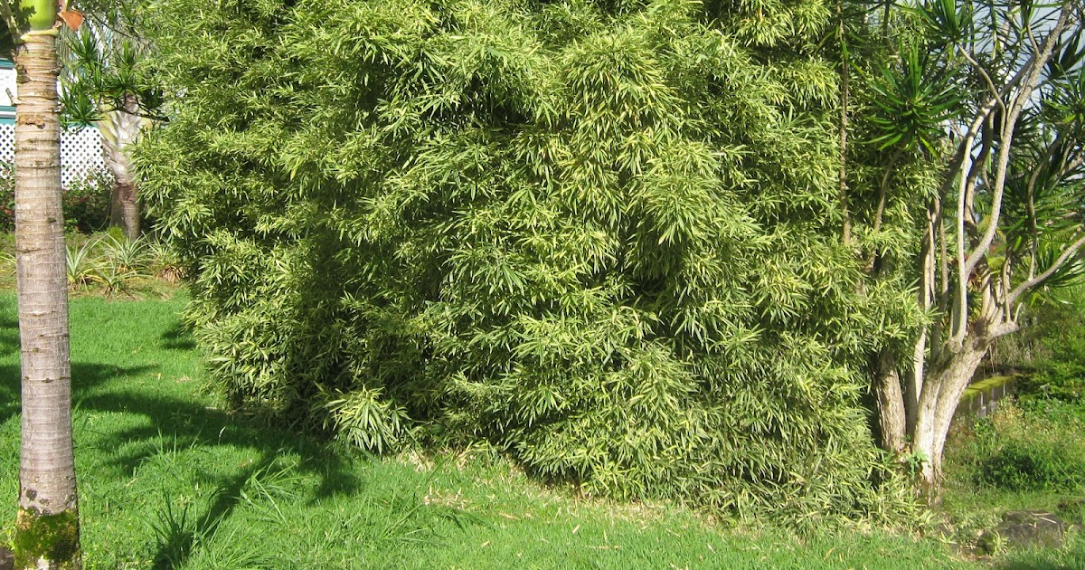 Garden Guy Hawaii: Beautiful Bamboos