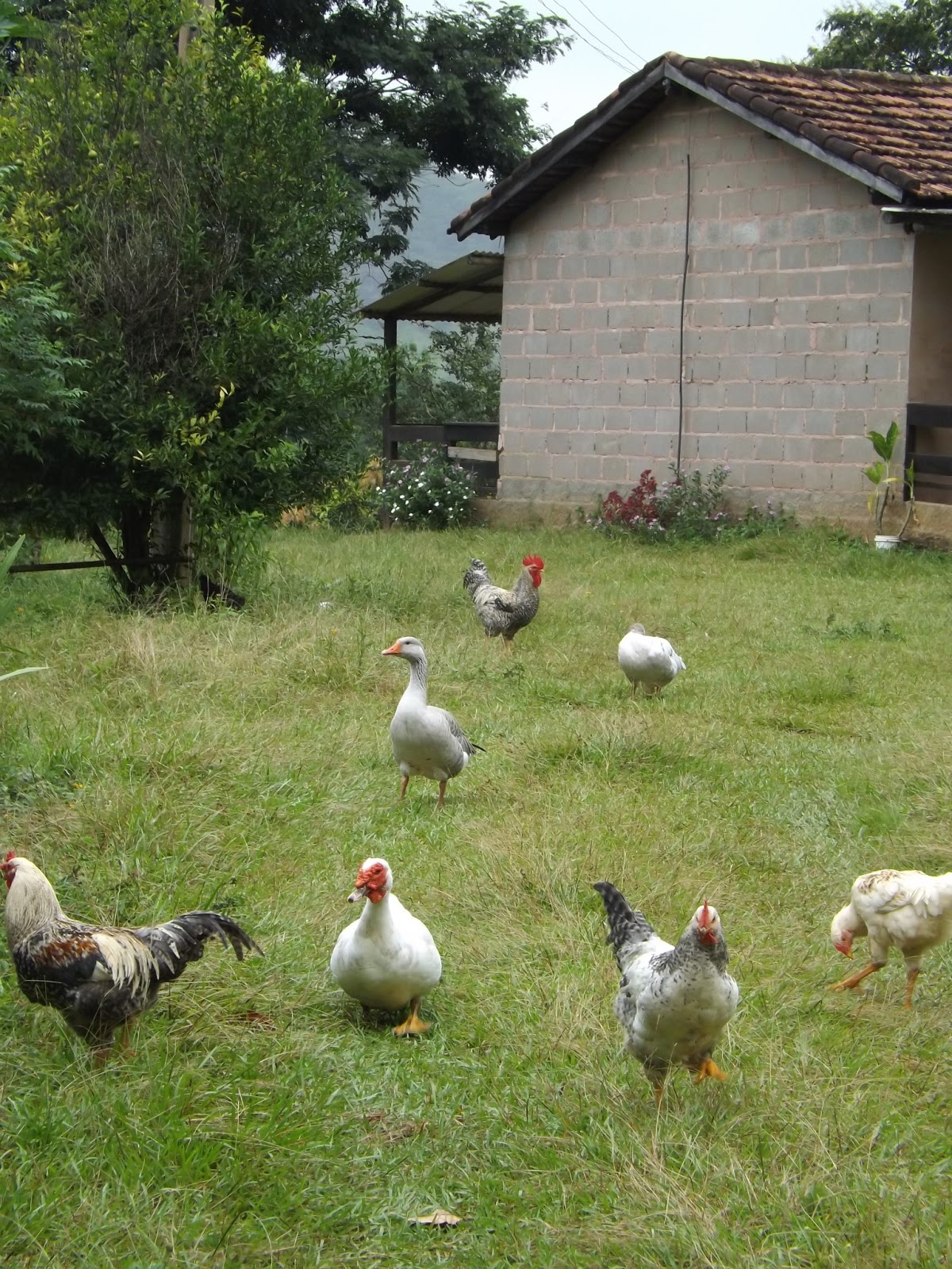 Sitio Serra Verde: Aves Domésticas