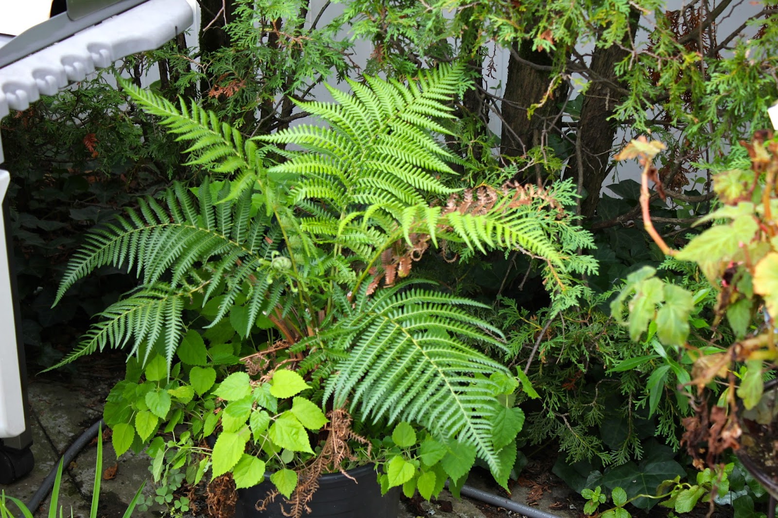 Tropical Gardening in New York City!: Dicksonia Antarctica - Hardy Tree ...