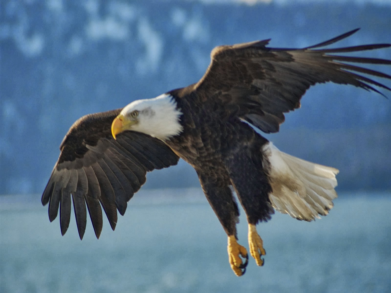 UMA ÁGUIA,DE ASAS BEM ABERTAS E COM GARRAS REPOUSADAS SOBRE LABAREDAS