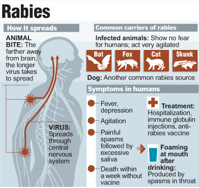 Rabies: Pengertian, Penyebab, Dan Pencegahannya - Pengertian ...