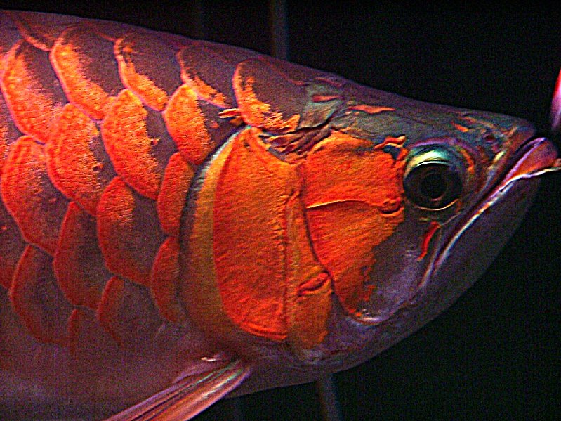 my blood red arowana 01/03/2012 ~ MY RED AROWANA