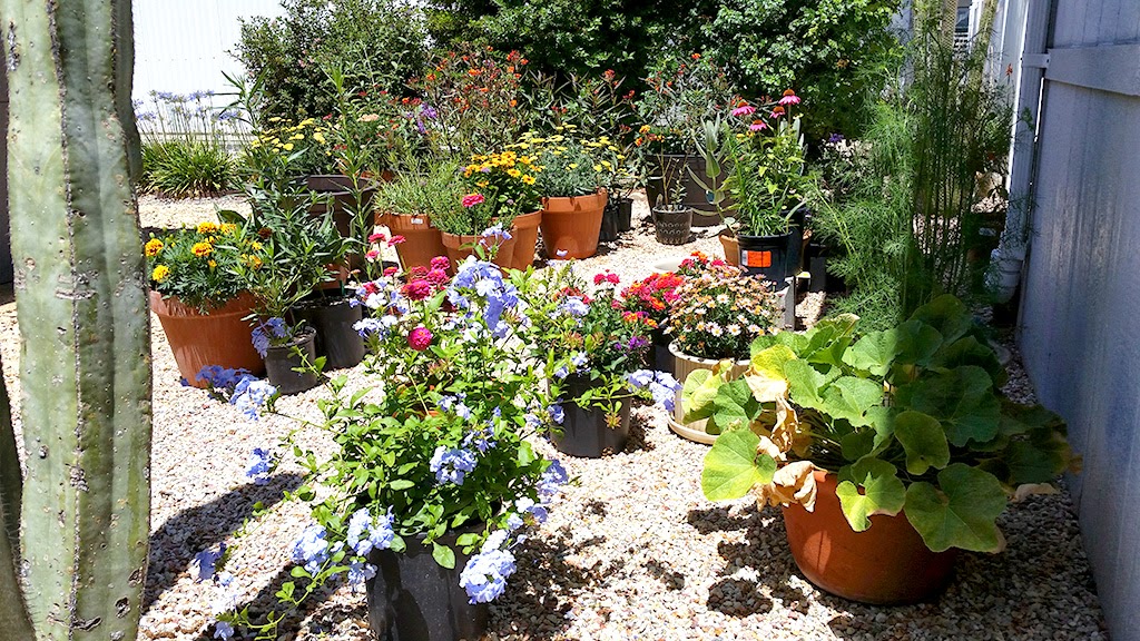 A Container Butterfly Garden