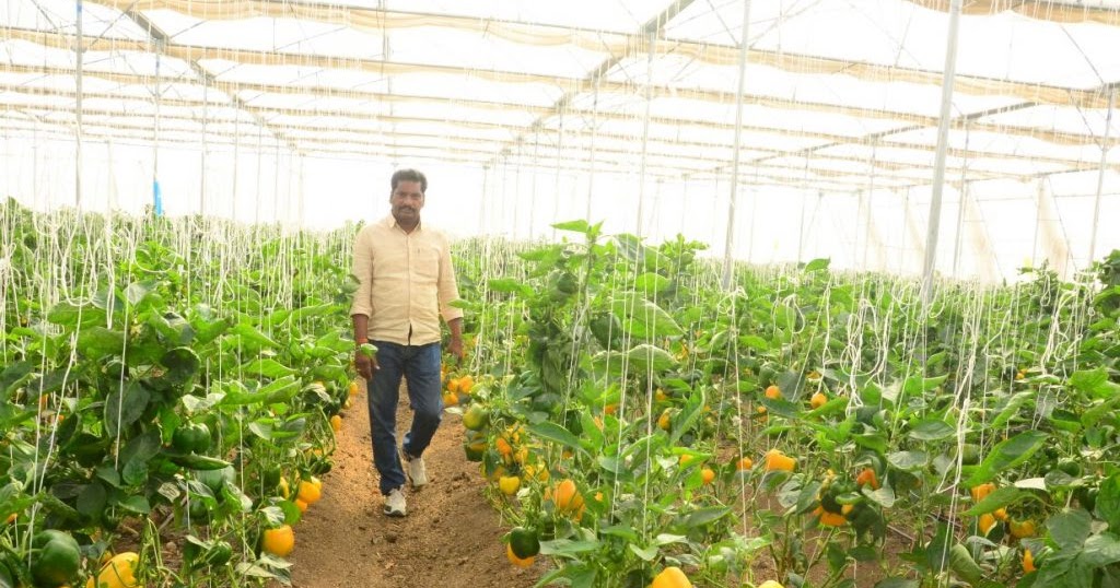 POLY HOUSE FARMING , PRECISION FARMING