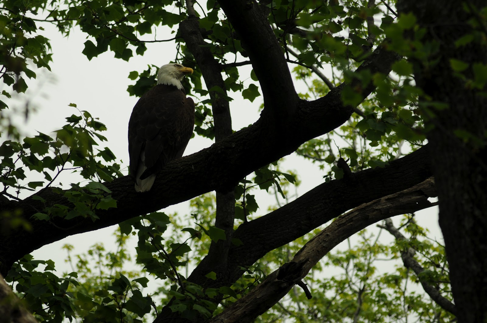 Wildlife photography: Morningside Bald Eagles Nesting Season April 15th ...