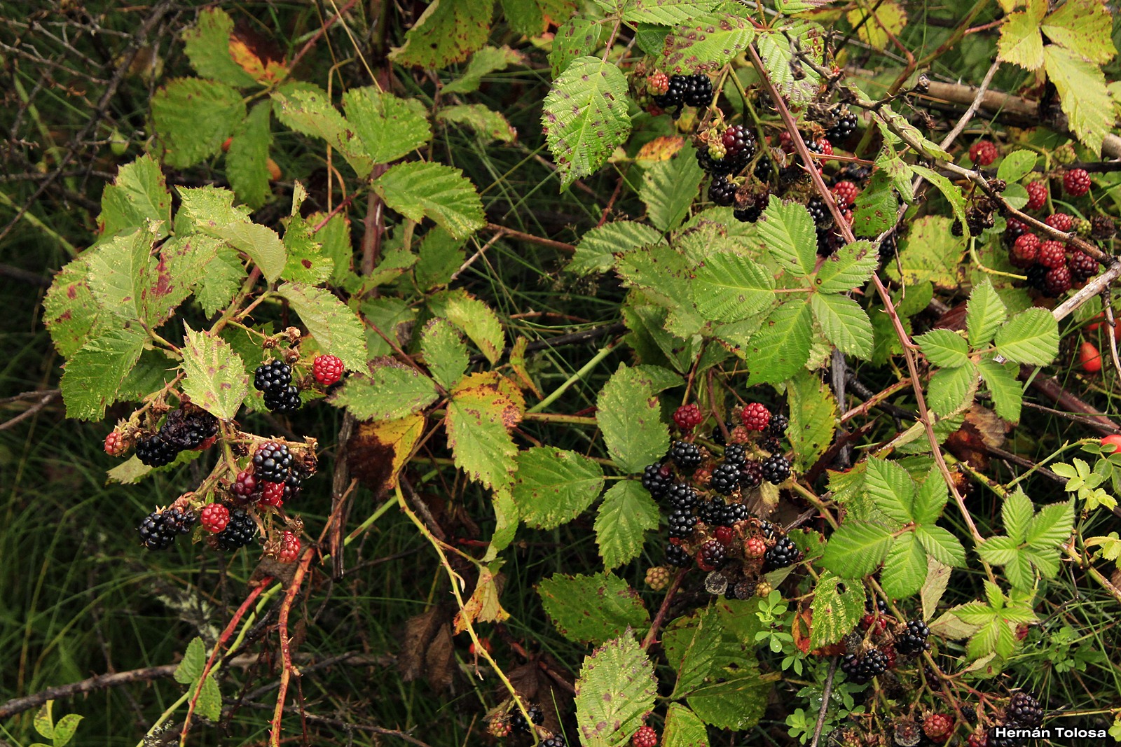 Patagonia: Frambueso (Rubus idaeus)