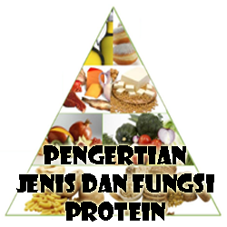 Pengertian Jenis dan Fungsi Protein - Buku Ajaran SMA SMK