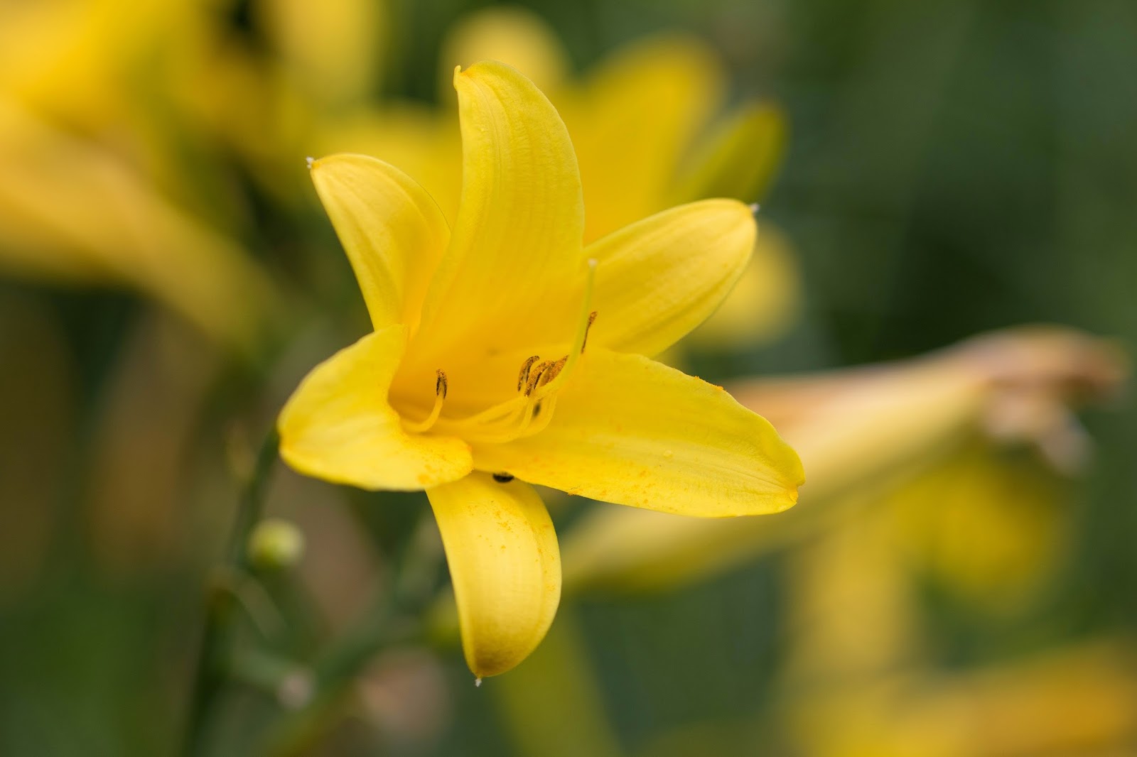Escapes and Photography: An array of flowers and sweet smelling Roses ...