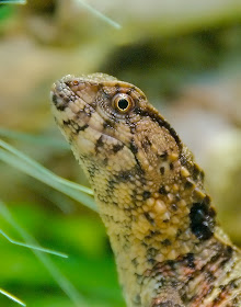 Real Monstrosities: Chinese Crocodile Lizard