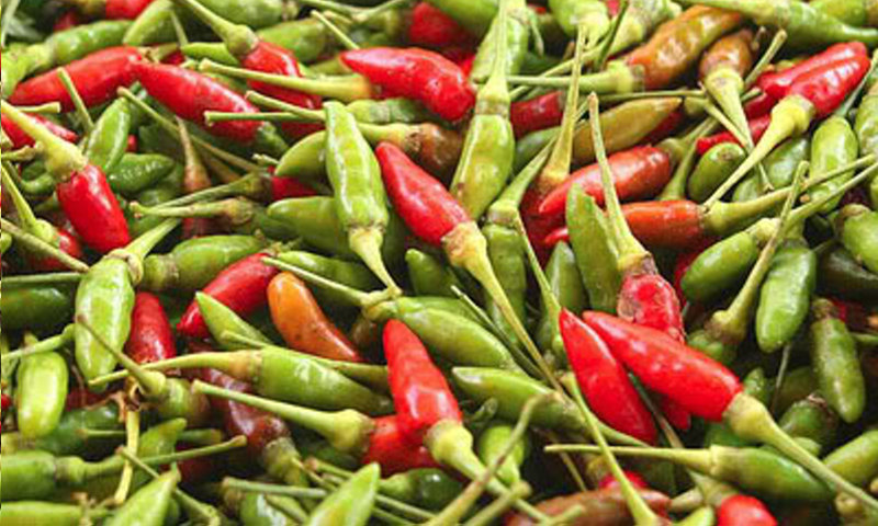 ASAM GARAM KEHIDUPAN: Khasiat Pokok Cili Padi