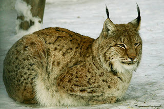 Pets Cats: Cats of the Genus Felis