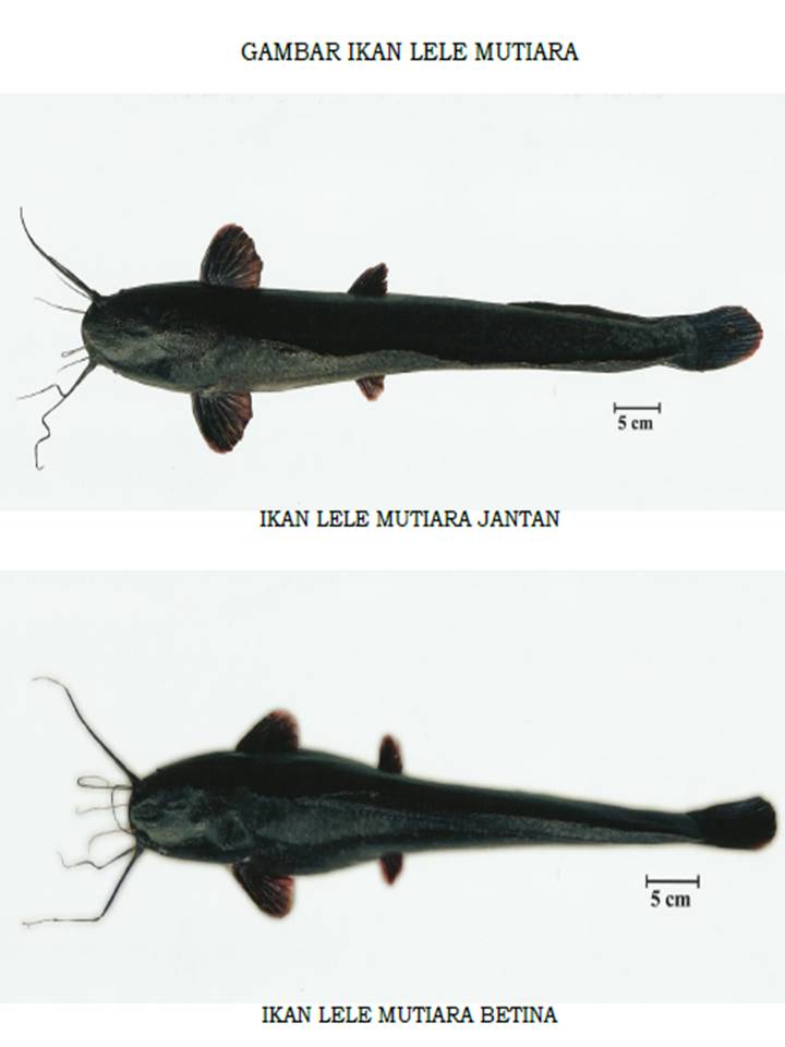 SOSIALISASI PELEPASAN IKAN LELE MUTIARA