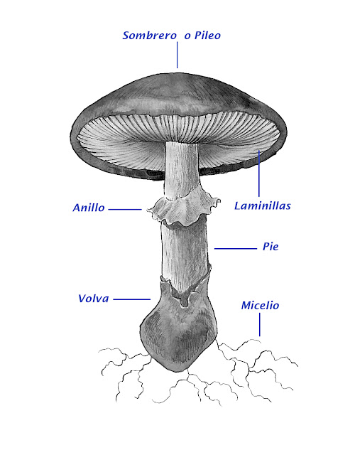Hongos: SETA CON LAMINILLAS