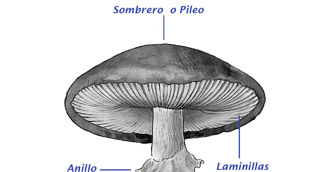 Hongos: SETA CON LAMINILLAS