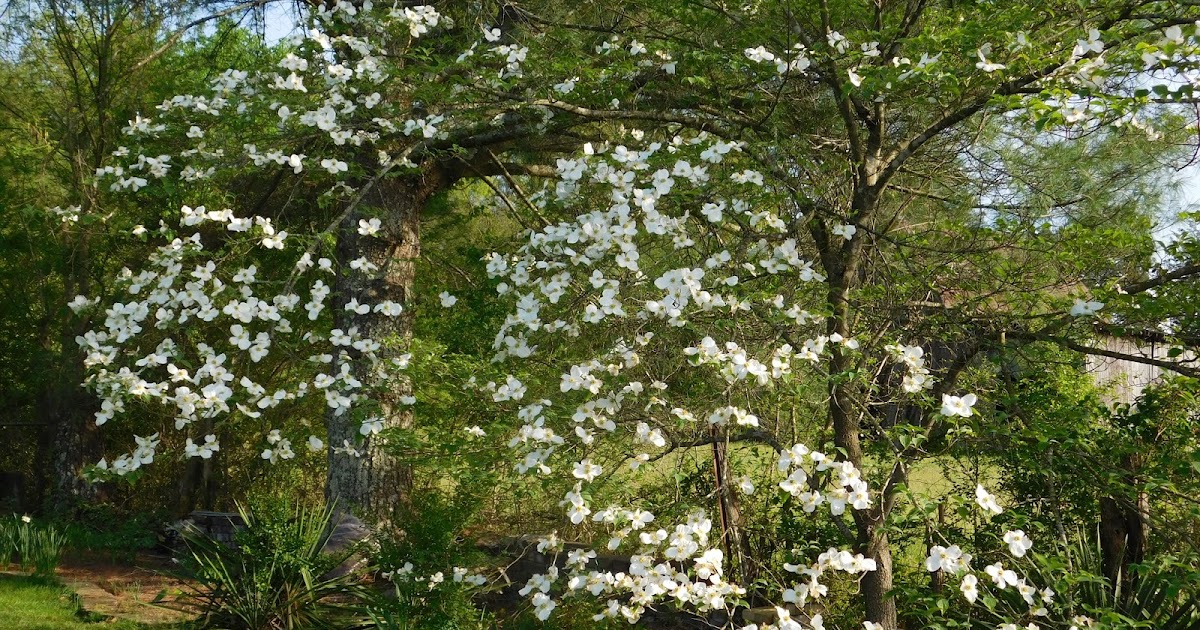 CreativeLady's Enthusiastic Thoughts: It's been a while!