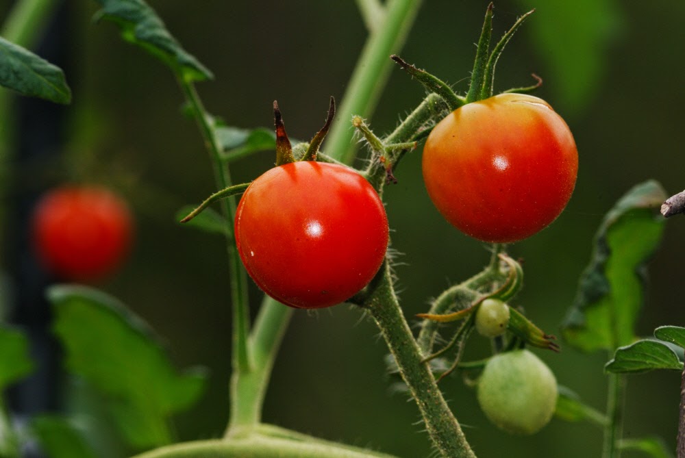 Lycopersicon esculentum Mill. –Tomato Syn. Solanum lycopersicum L.