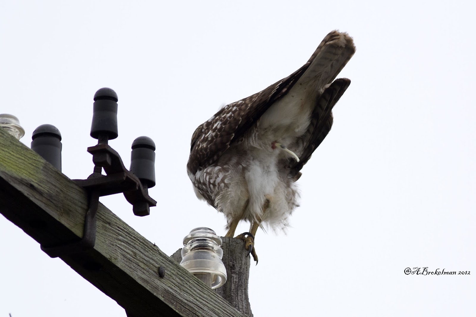 Ann Brokelman Photography: Red-tailed Hawk Juv at Rouge Oct 19 2012