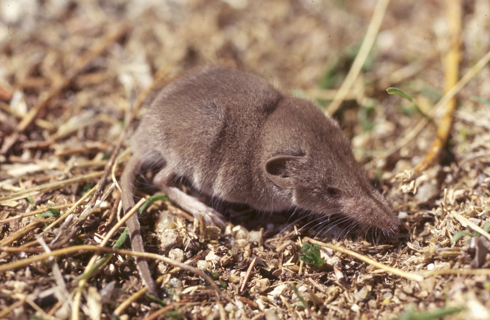 La Rioja Natural: Musaraña común