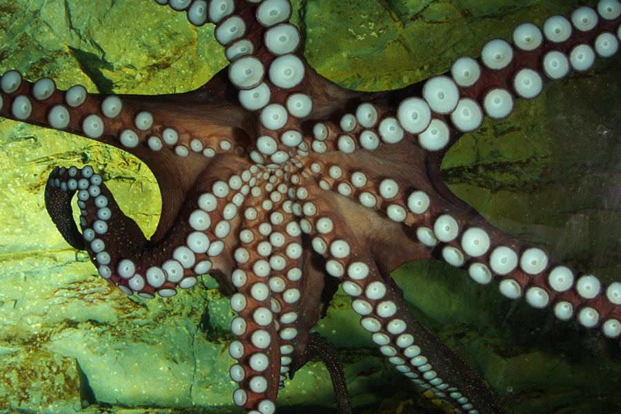 Sarah Naden [Graphic Design]: Octopus Suckers