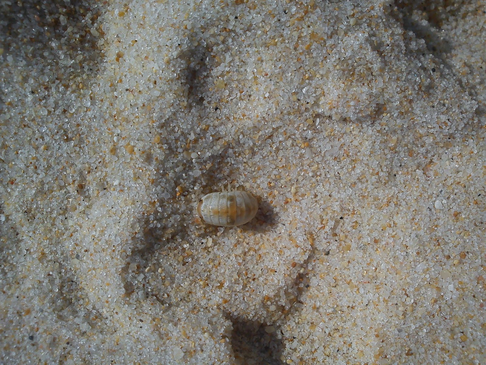 BlackTulips, WhiteRoses: Bicho de conta branco na praia