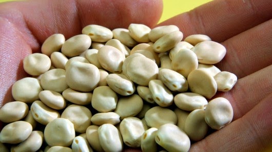 HOW TO GROW LUPINS FROM SEED |The Garden of Eaden