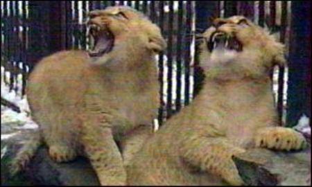 para subir fotos: leon del cabo