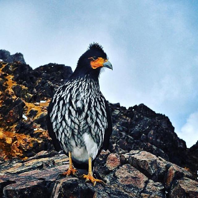 What are some cute native animals from your country? : r/asklatinamerica