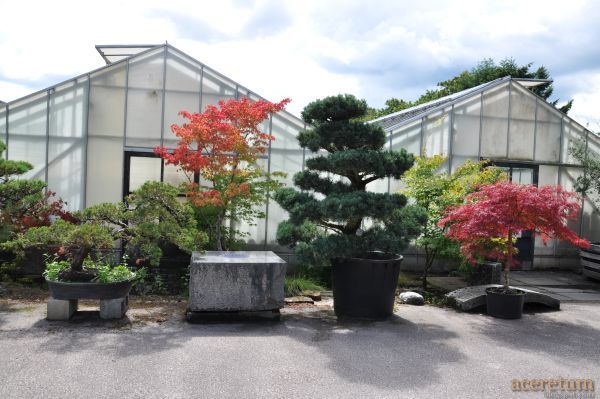aceretum: Herons Bonsai Nursery