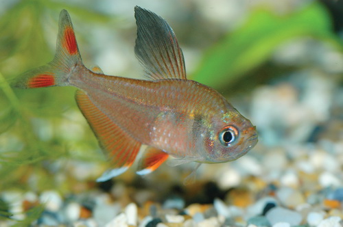 Le Tétra rose (Hyphessobrycon rosaceus)