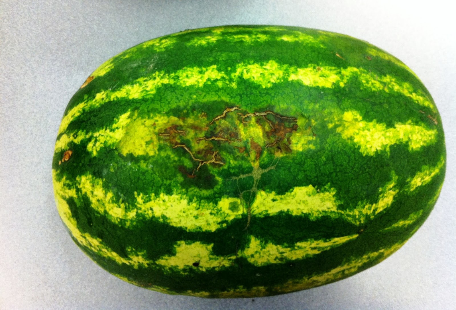 NCSU PDIC: Bacterial Fruit Blotch of Watermelon