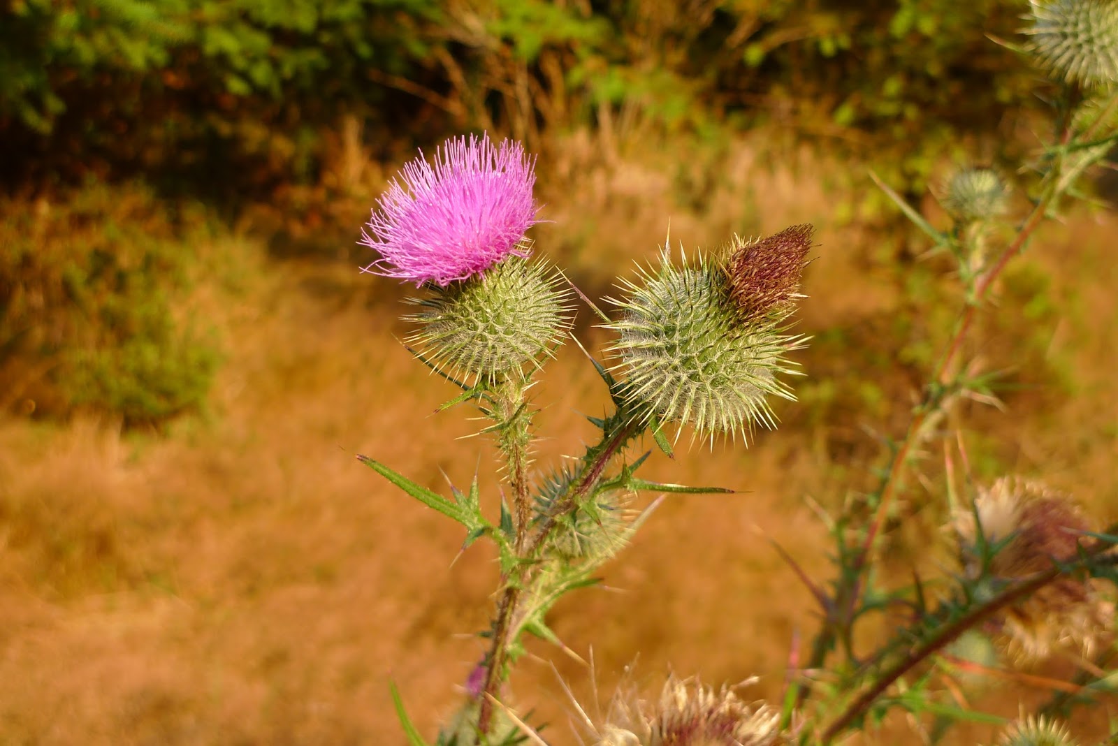Bull Thistle Edible