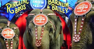 It's Nuts Out There: As they say in the circus, The Show Must Go On ...