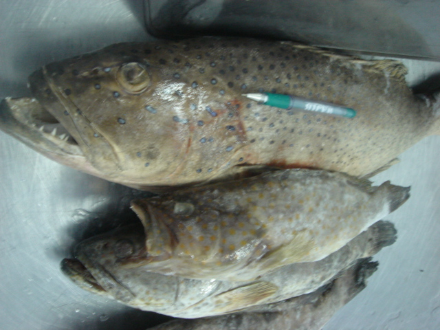 Ikan Kurapu - Grouper fish - Fish Information (INDONESIA)