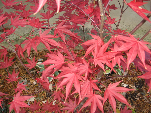 Fawne's Dirt Patch: Japanese Maple 'Fire Glow'