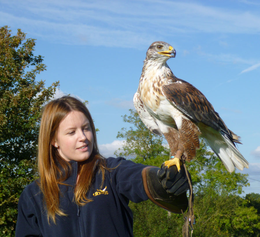 Axe Birding: Yarak