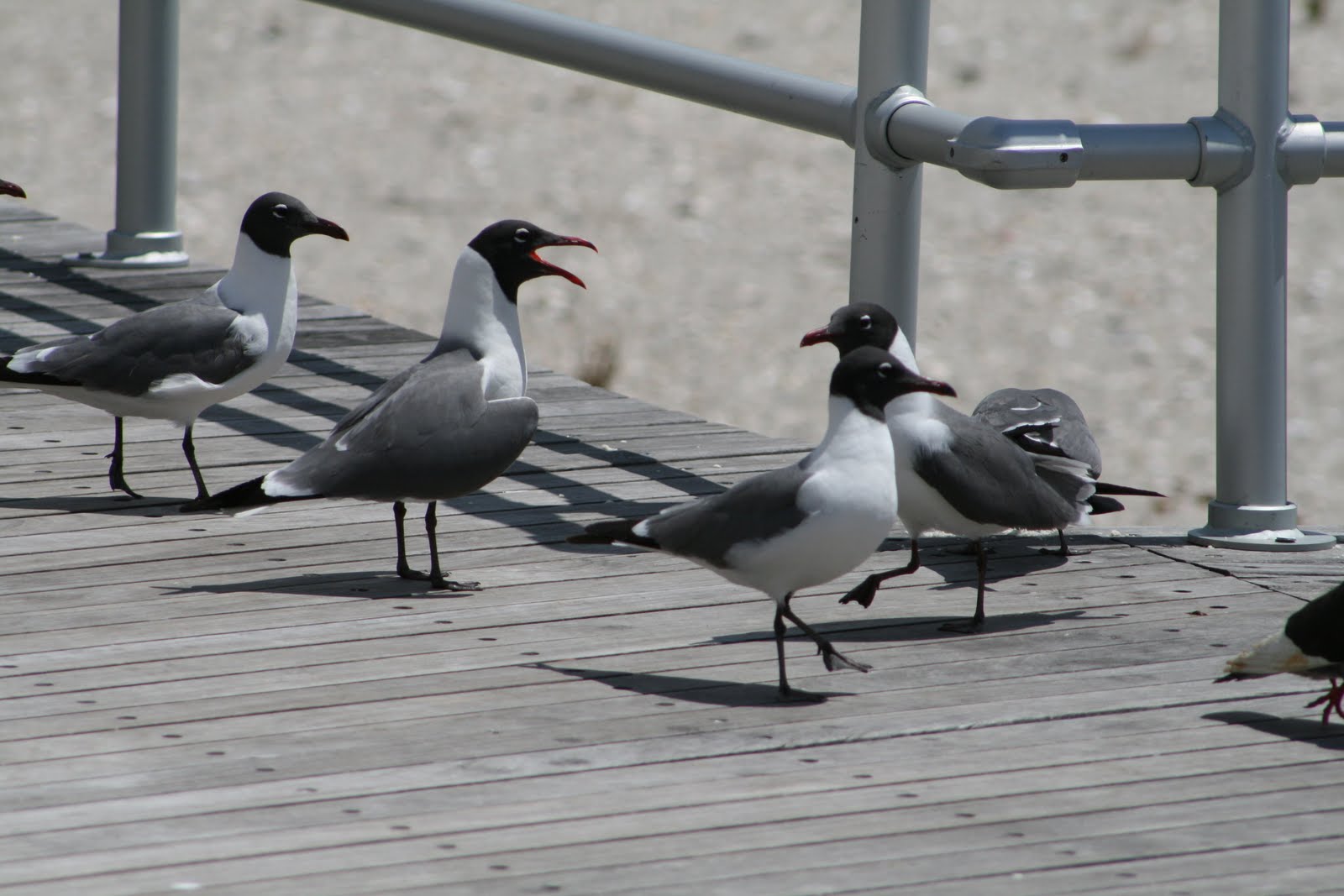 Birdland West: Fledglings in Seattle, Gulls in New Jersey