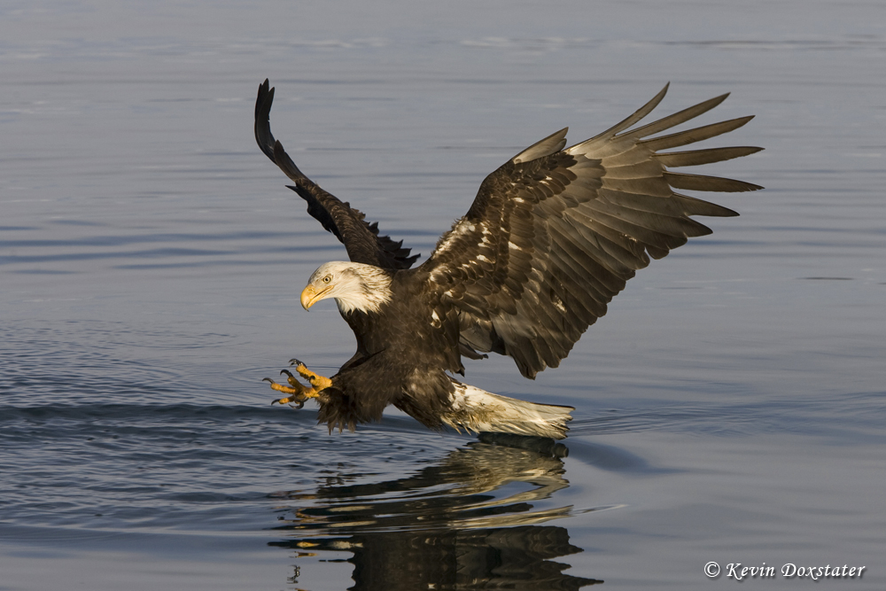 Birding Is Fun!: How Old Is That Eagle?
