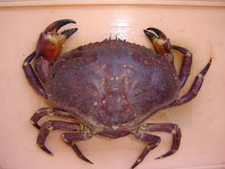 Así Surgen...: IFOP desarrolla proyecto actualización de parámetros ...